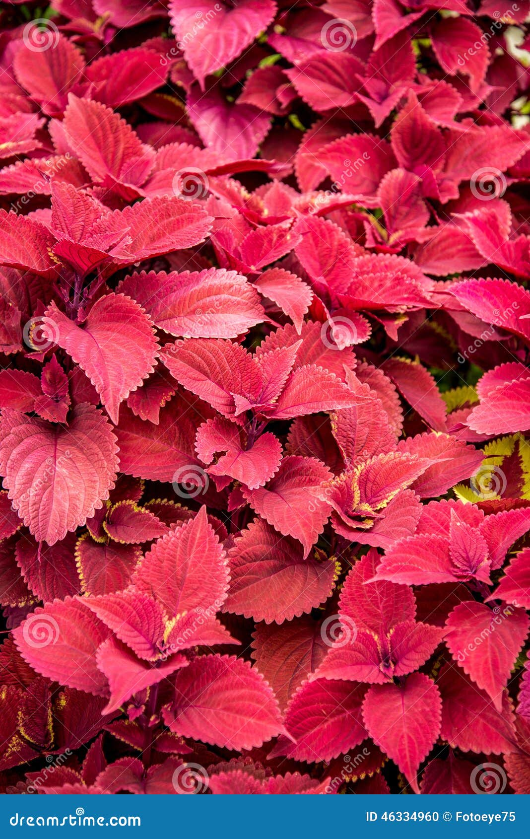 Colored leaves of Coleus stock photo. Image of botany - 46334960