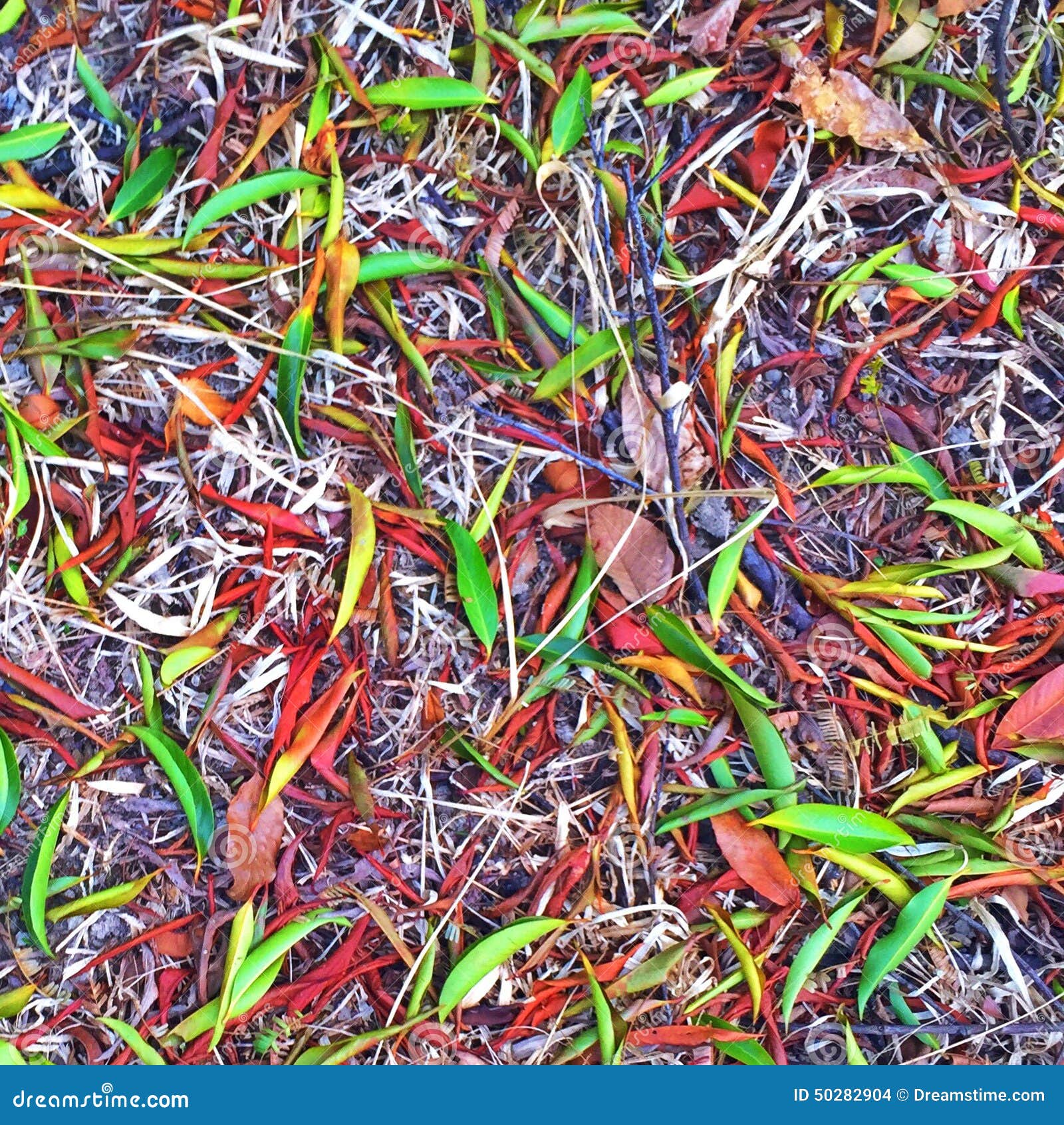 Colored leaves stock photo. Image of trees, colors, tree - 50282904