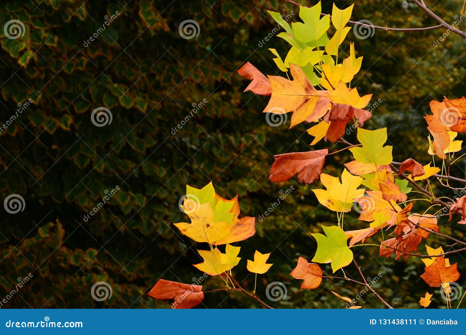 Colored Leaves on Tree in October in a Park Stock Image - Image of ...