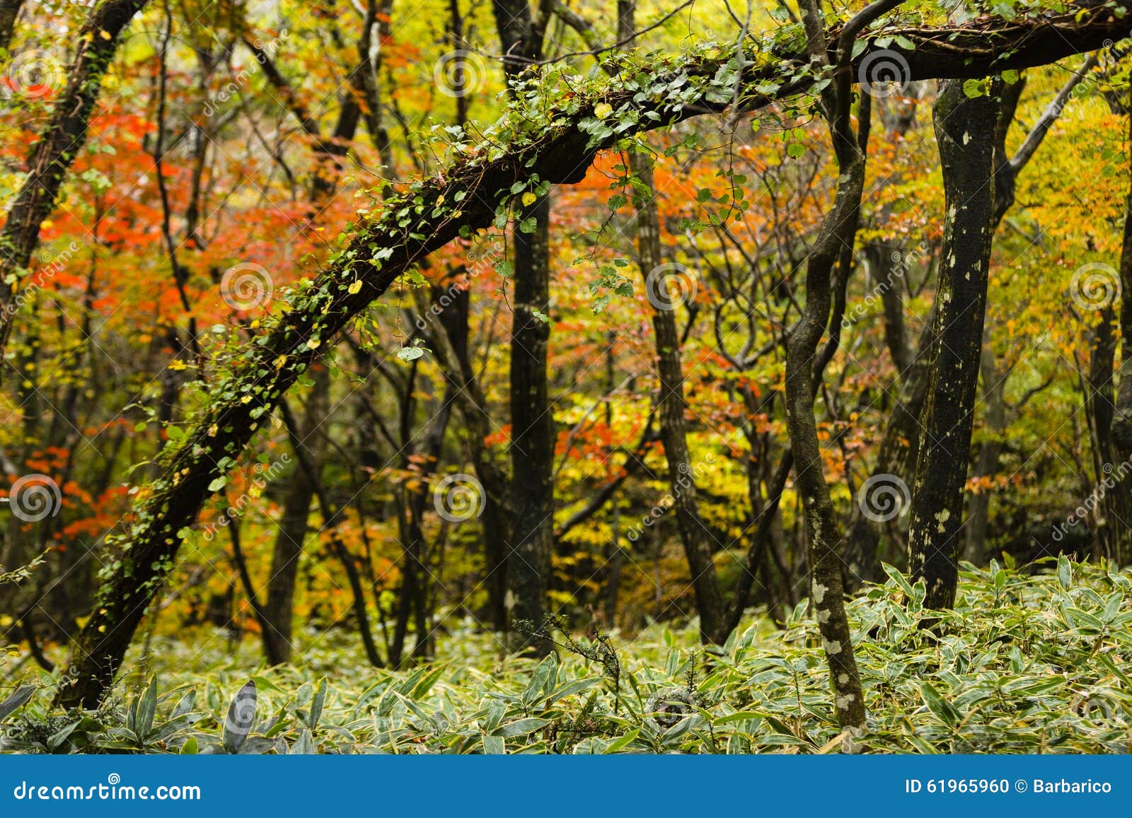 Colored leaves on trees stock photo. Image of setting - 61965960