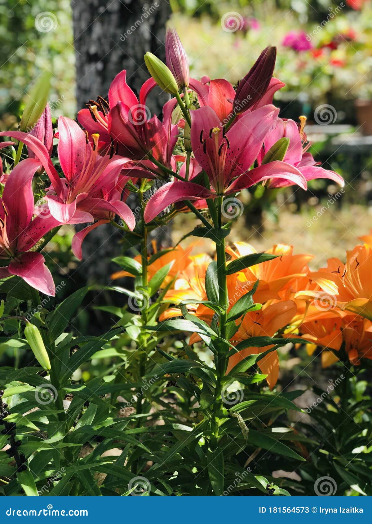 1,348 Colored Lilies Photos - Free & Royalty-Free Stock Photos from ...