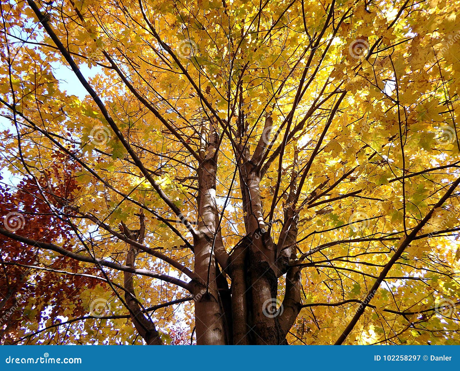 Colored maple leaf stock image. Image of orange, brown - 102258297