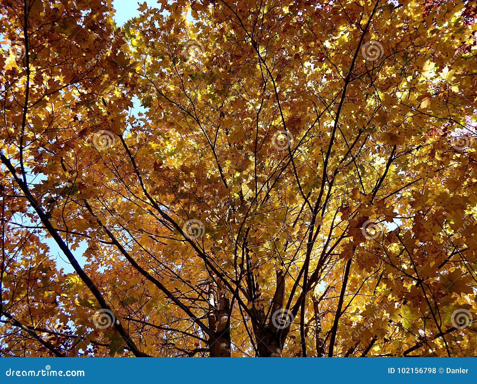 Colored maple leaf stock photo. Image of colorful, environment - 102156798