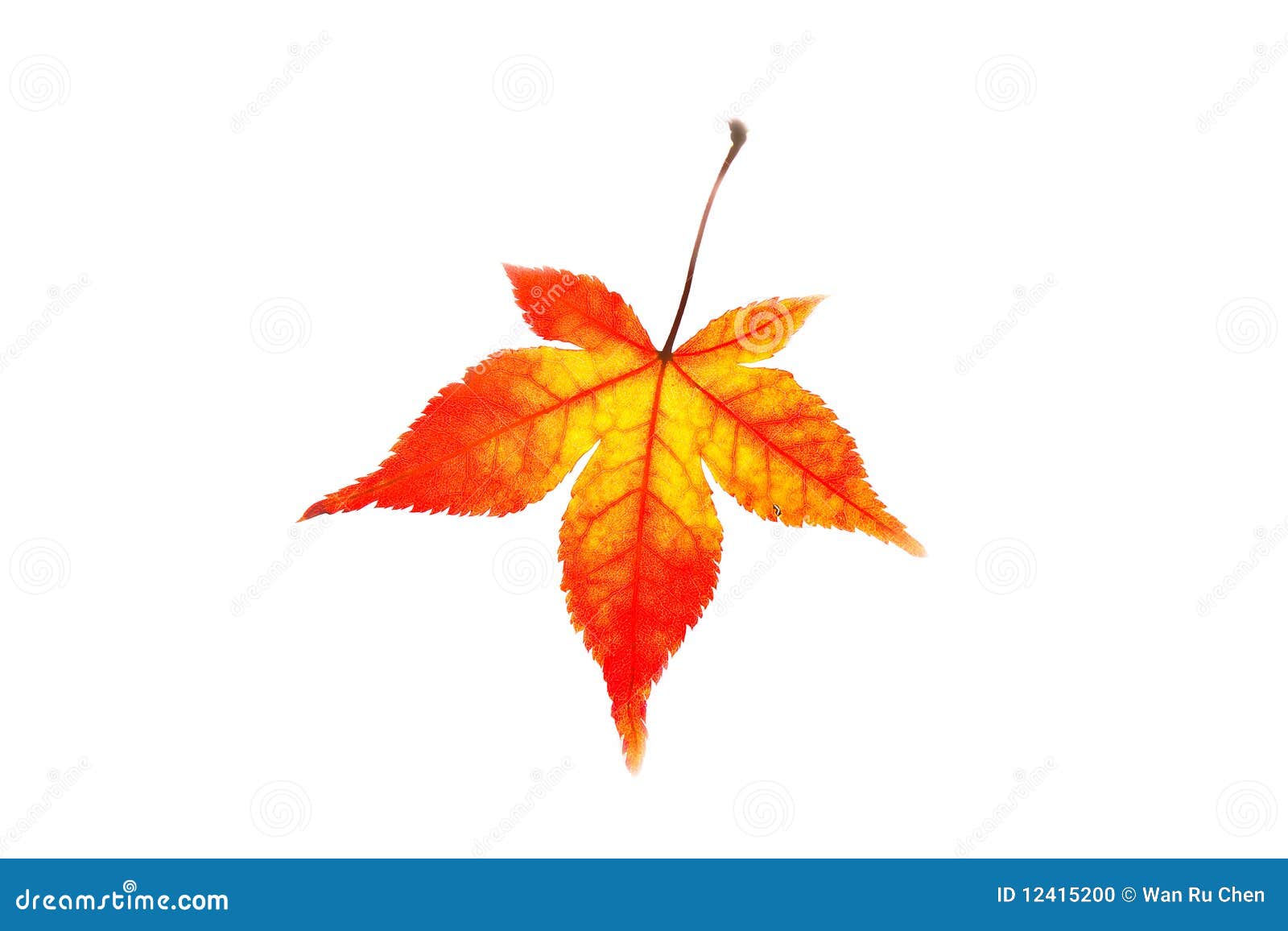 Colored Maple Leaf Isolated Stock Photo - Image of green, leaf: 12415200