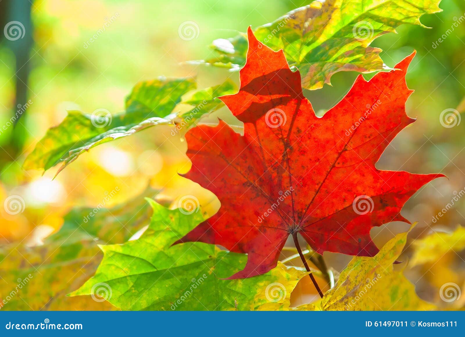 Colored Maple Leaves in Autumn Stock Image - Image of october, group ...