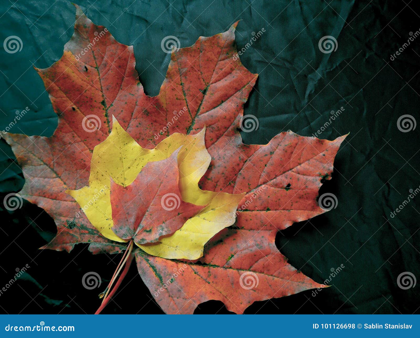 Colored Maple Leaves on a Dark Background. Stock Photo - Image of ...
