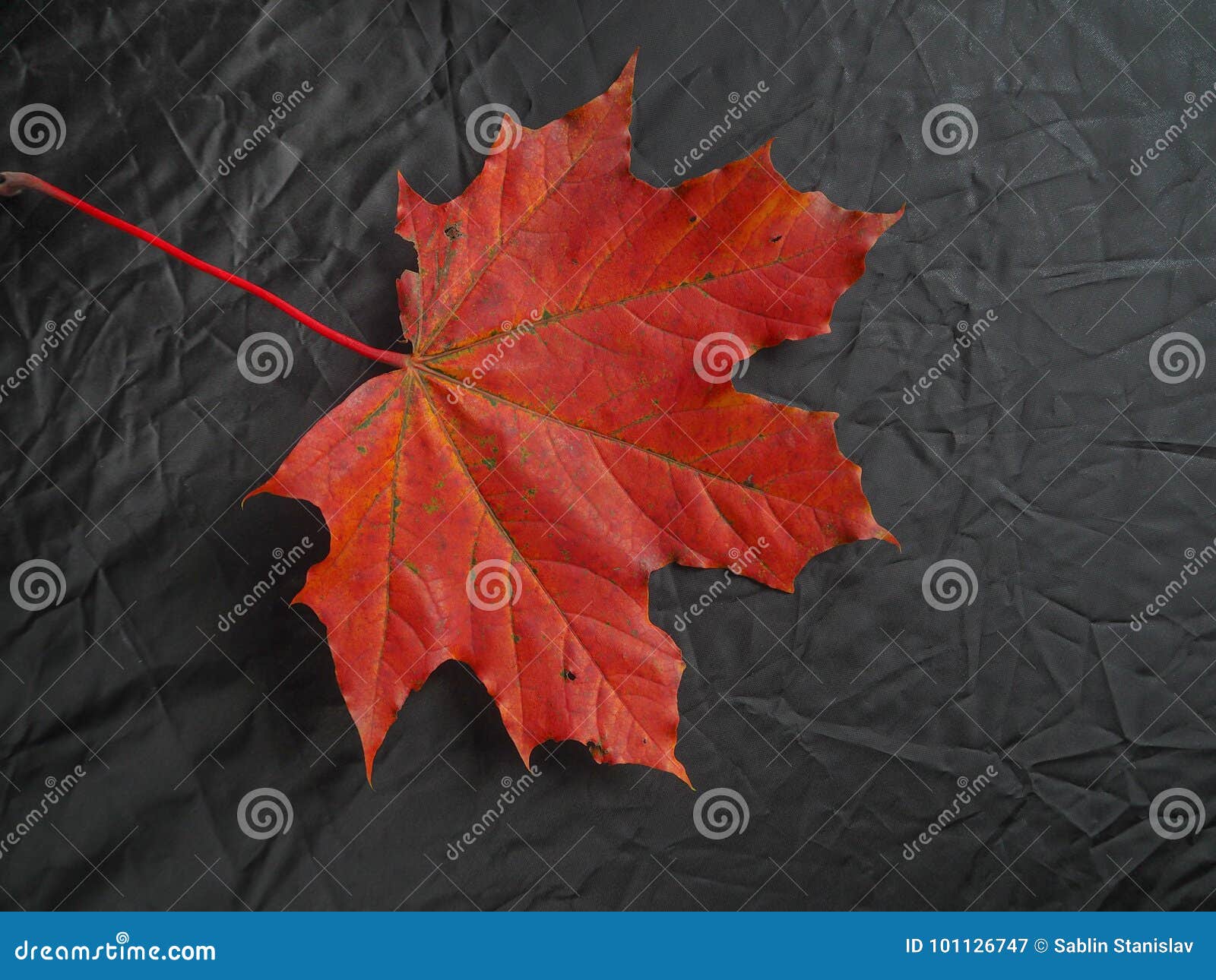 Colored Maple Leaves on a Dark Background. Stock Image - Image of ...