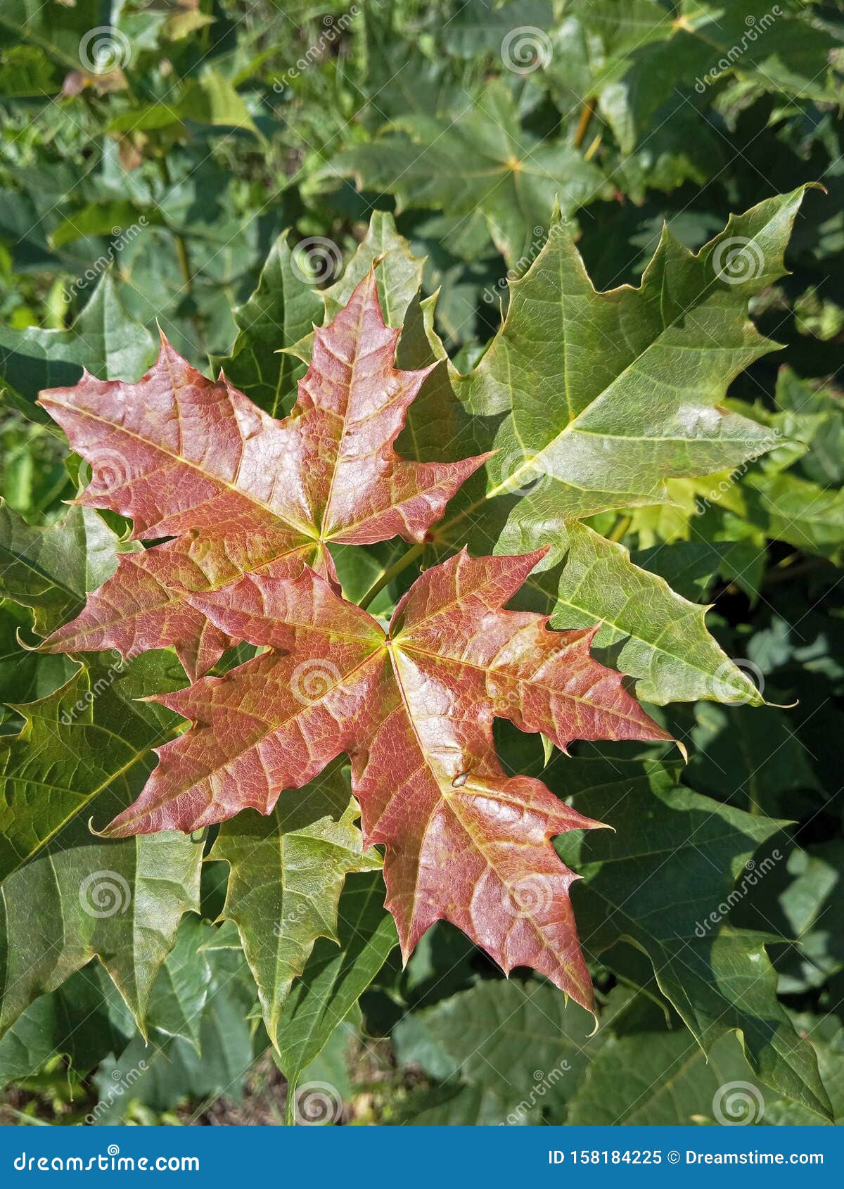Colored maple leaves stock image. Image of maple, foliage - 158184225