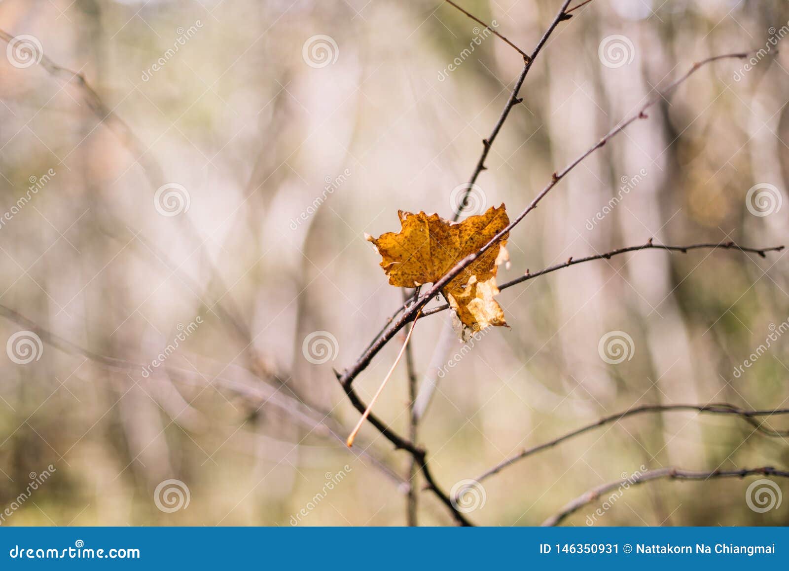 Colored Maple Leaves. Yellow Rotten Maple Leaf in Autumn Stock Image ...