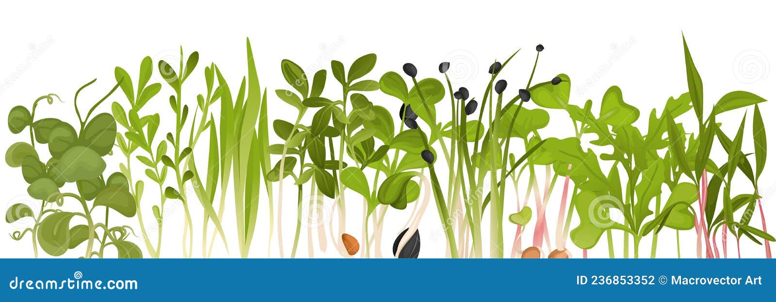 Colored Microgreen Border Cartoon Vector | CartoonDealer.com #228423405