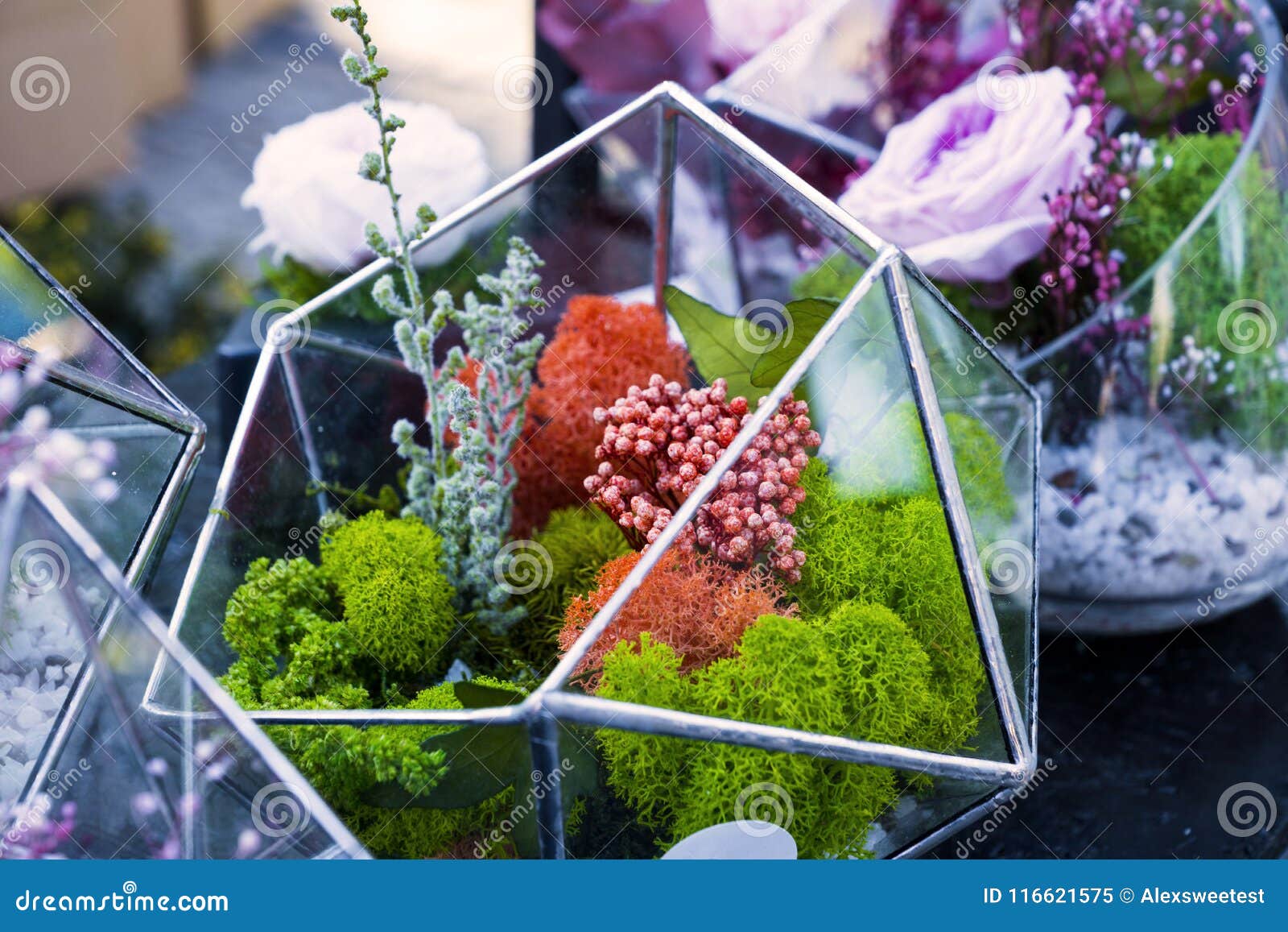 Colored moss stock image. Image of natural, color, fresh - 116621575