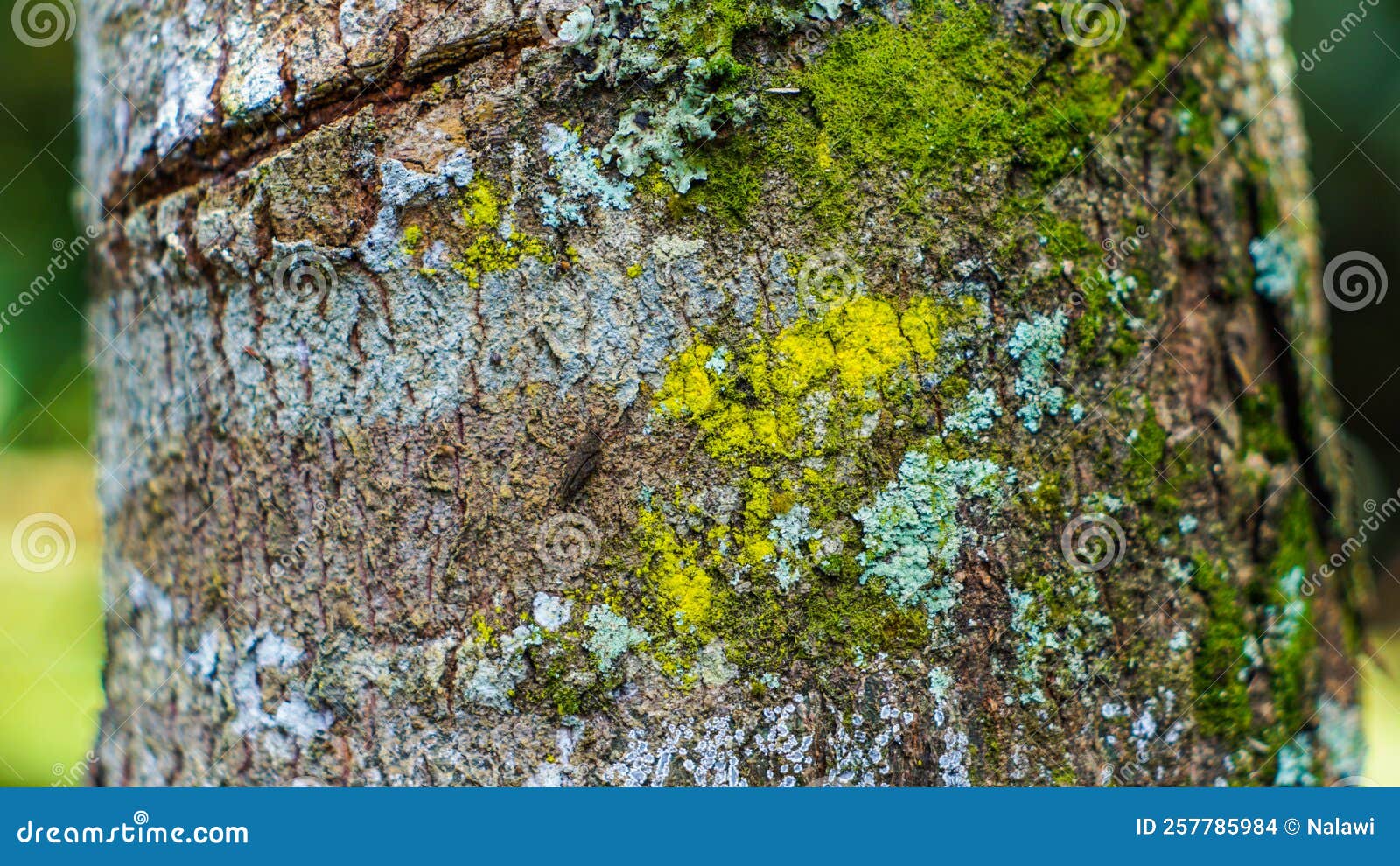 Colored Moss Texture on a Tree in the Forest Stock Photo - Image of ...