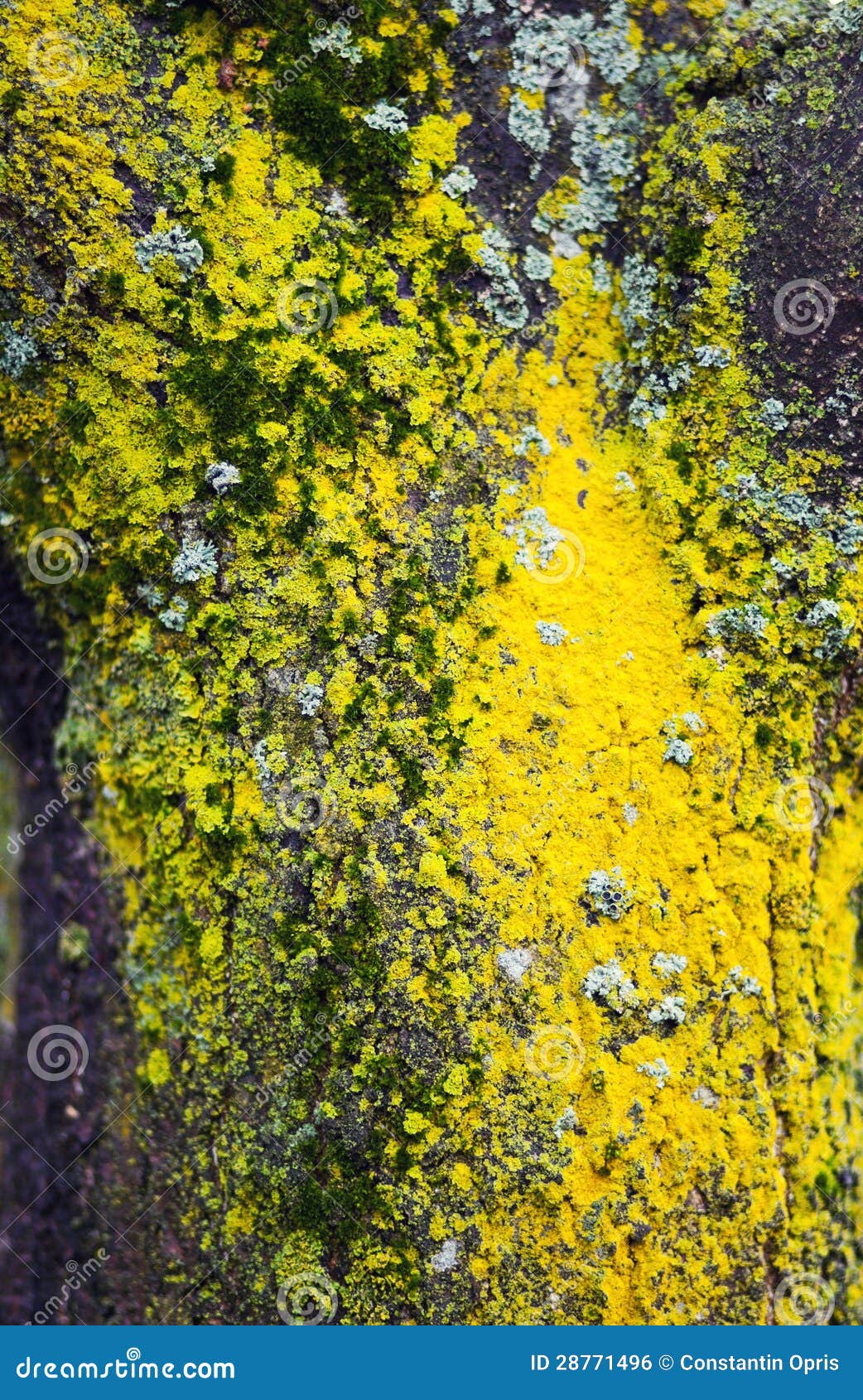 Colored moss on tree stock photo. Image of wood, outdoor - 28771496