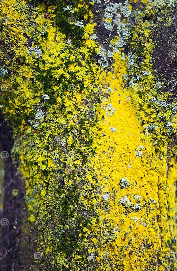 Colored moss on tree stock photo. Image of wood, outdoor - 28771496