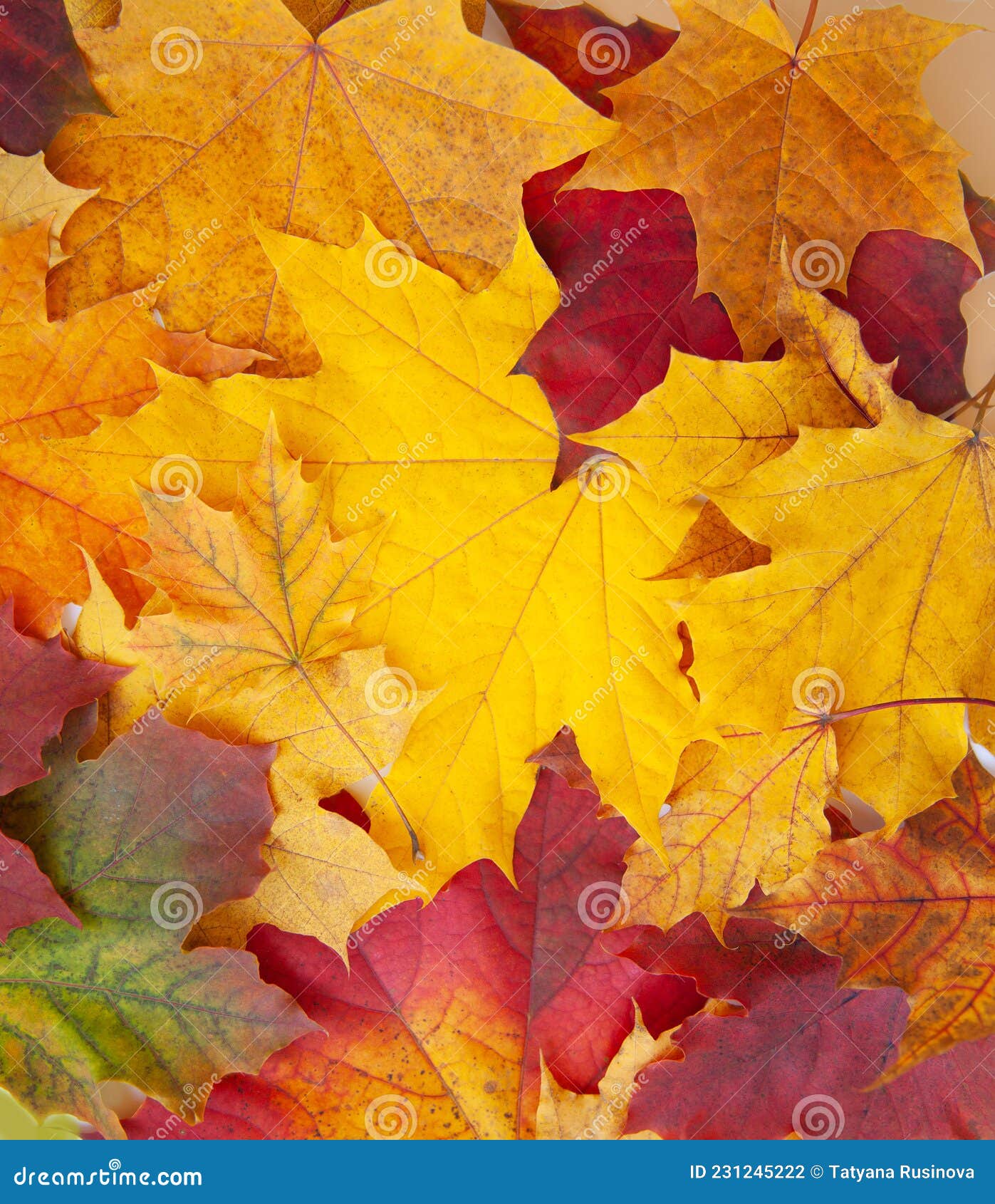 Colored Natural Background of Autumn Leaves, Top View Stock Photo ...