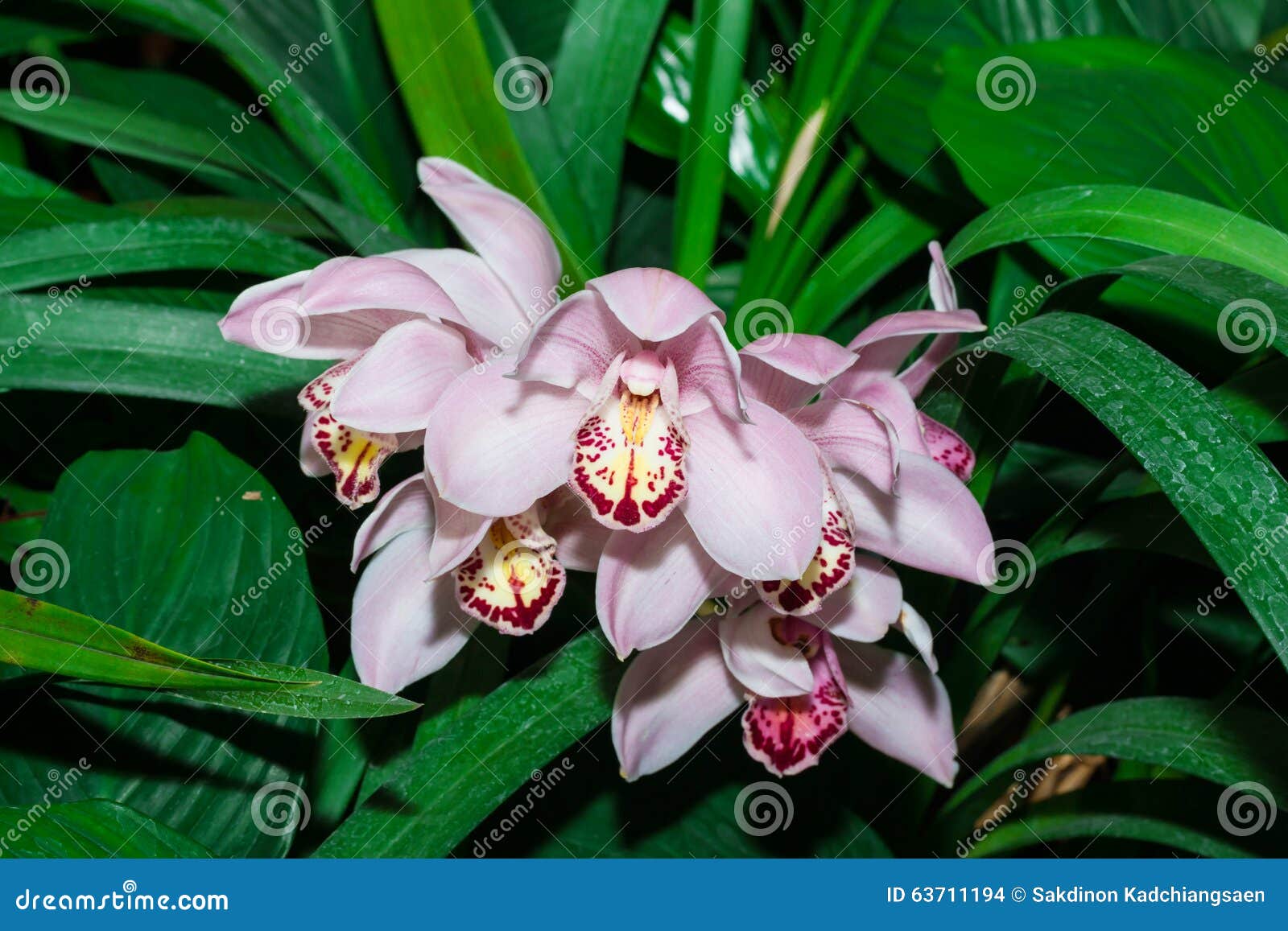 The colored orchids stock photo. Image of garden, orchids - 63711194