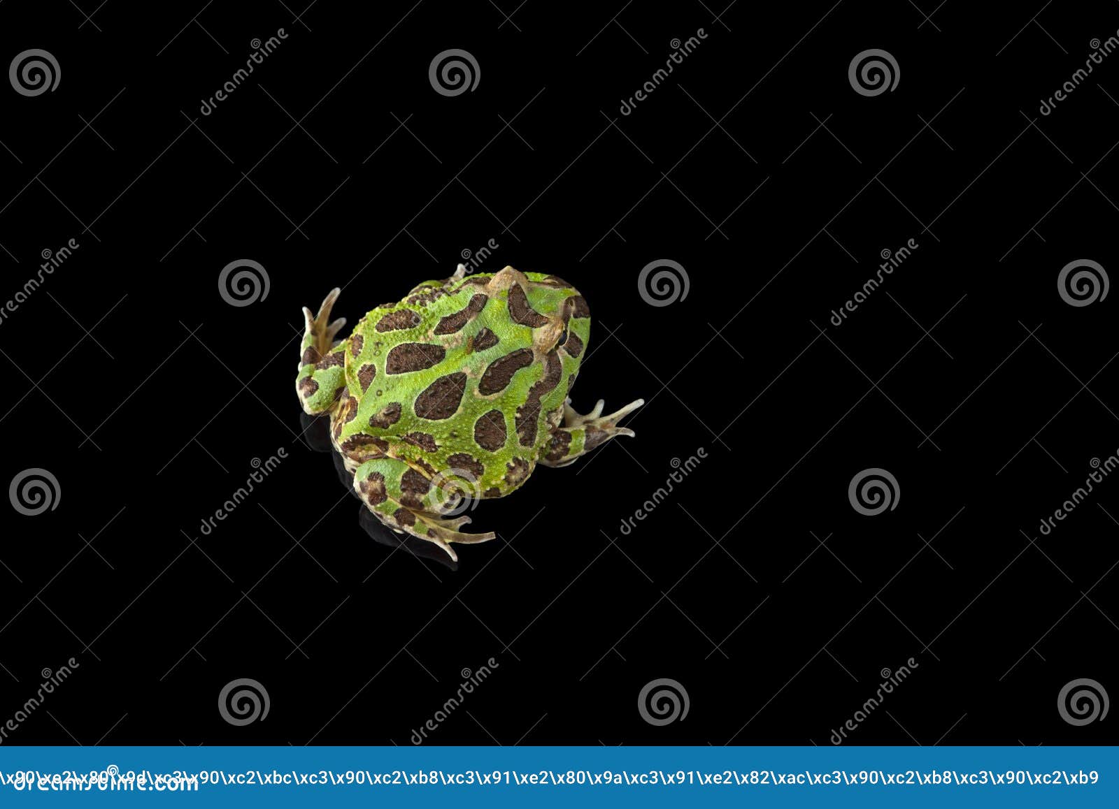 Colored Pac Man Frog Isolated on Black Background Stock Photo - Image ...