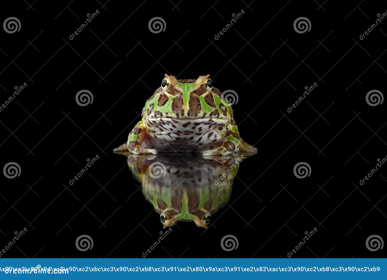Colored Pac Man Frog Isolated on Black Background Stock Photo - Image ...