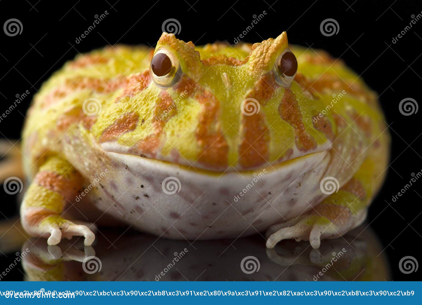 Colored Pac Man Frog Isolated on Black Background Stock Image - Image ...