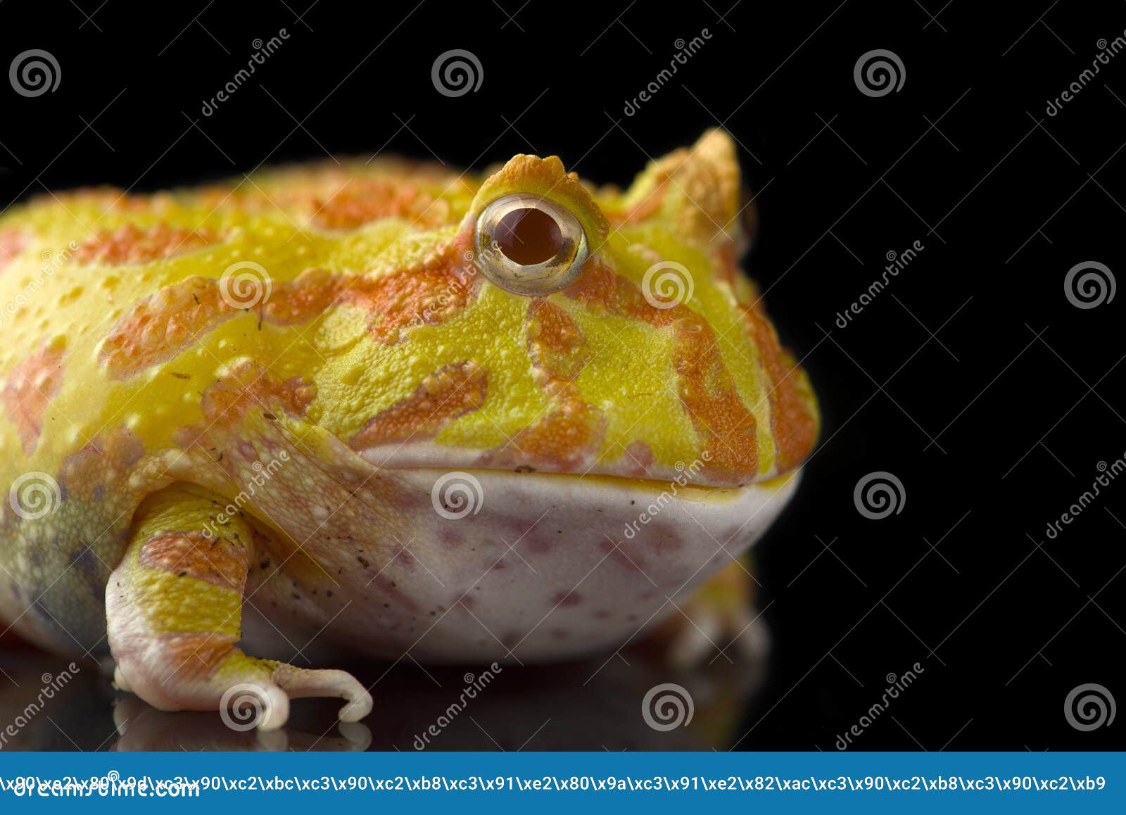 Colored Pac Man Frog Isolated on Black Background Stock Image - Image ...