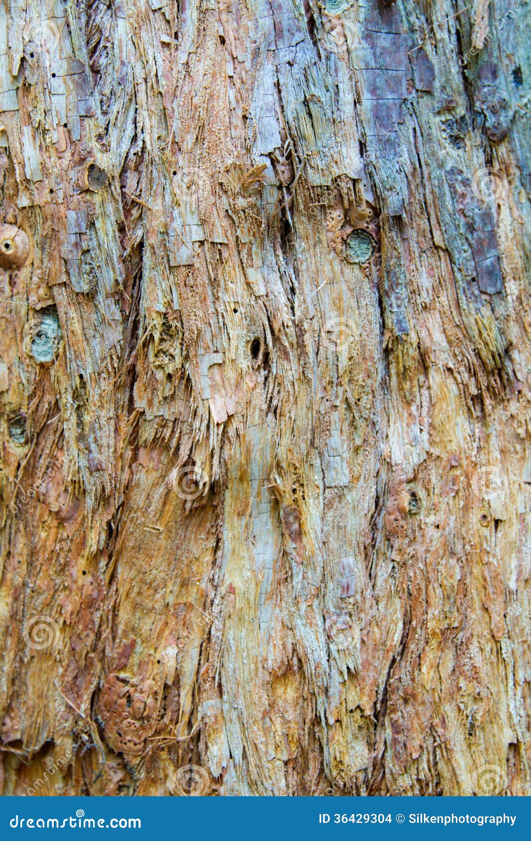 Colored Paper Bark Abstract Stock Photo - Image of nature, texture ...