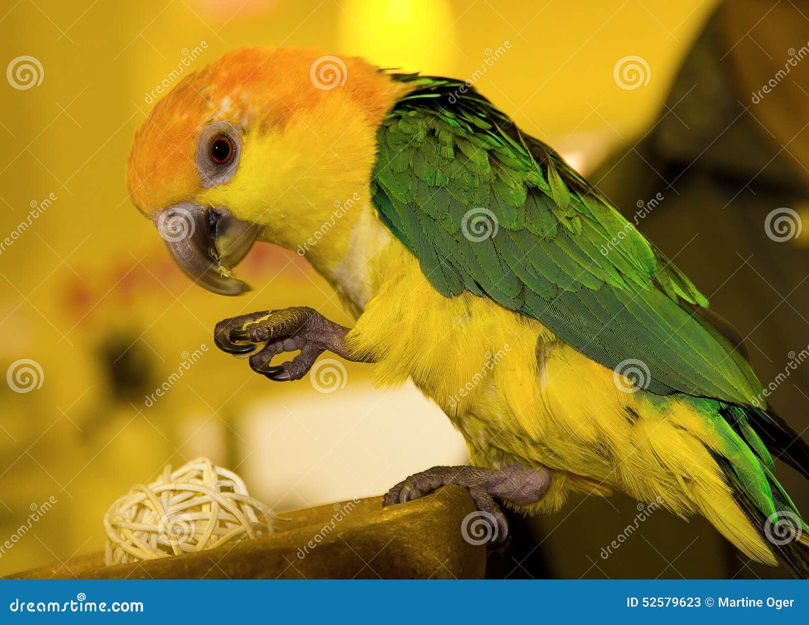 Colored Parrot. stock image. Image of animal, keywords - 52579623