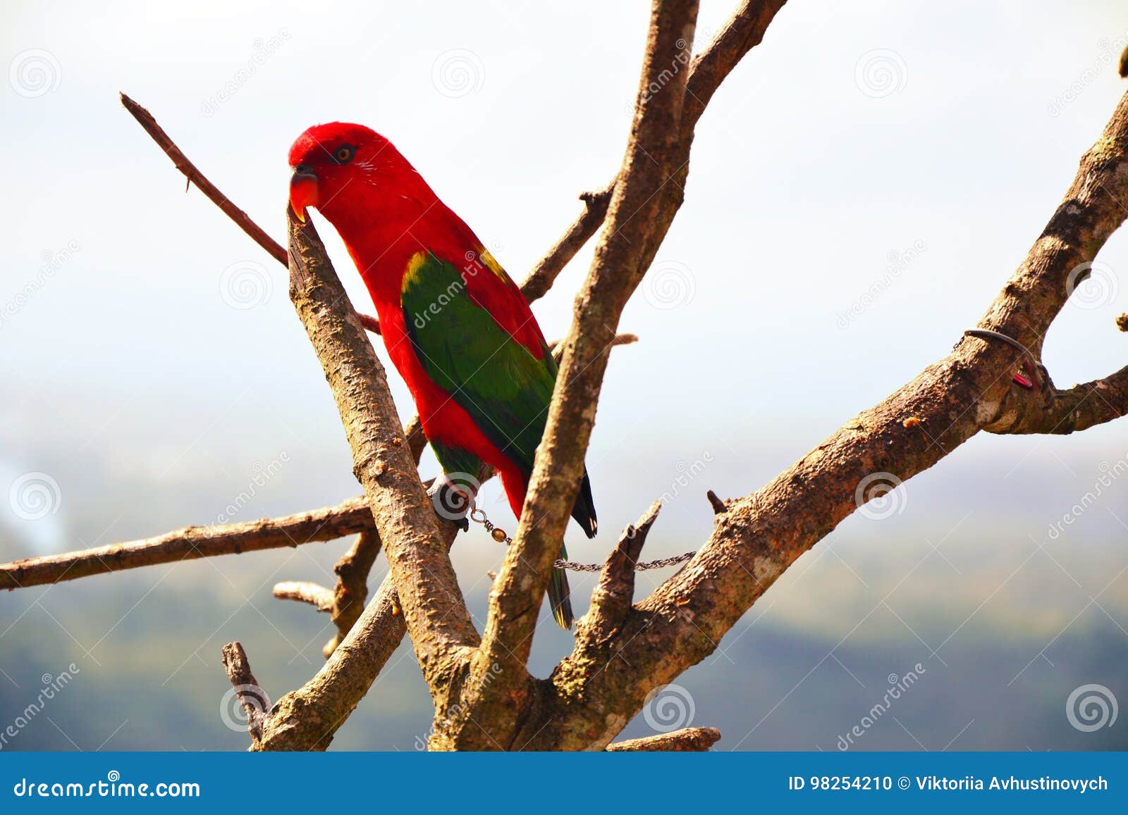The Colored Parrot on the Stick Stock Photo - Image of green, outdoor ...