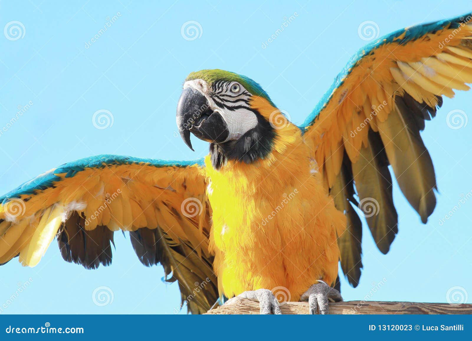 Colored parrots stock image. Image of avian, aviary, lory - 13120023