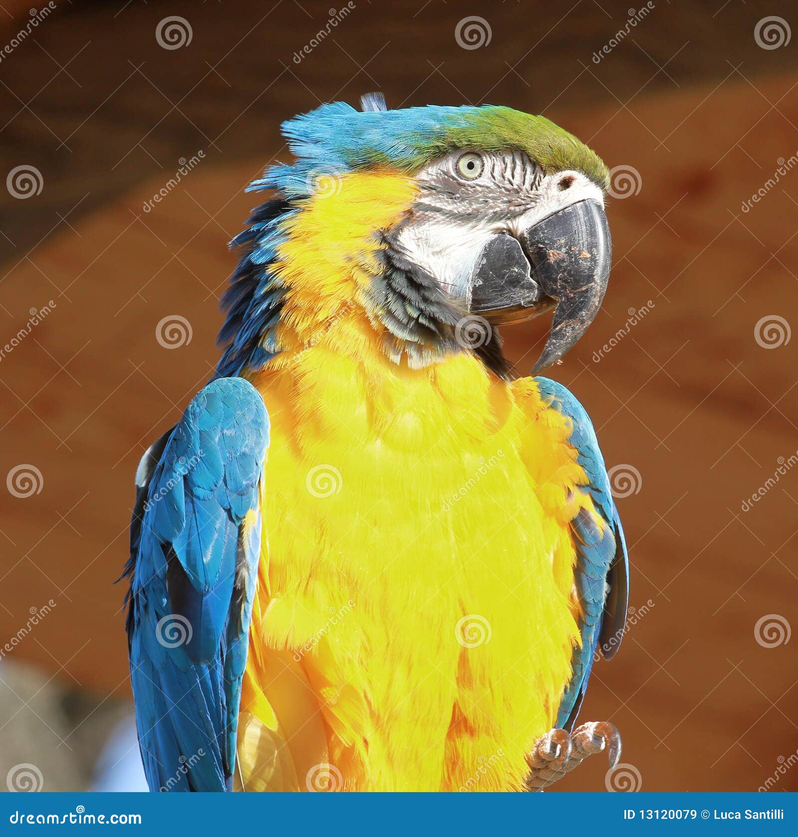 Colored parrots stock image. Image of love, lori, cool - 13120079
