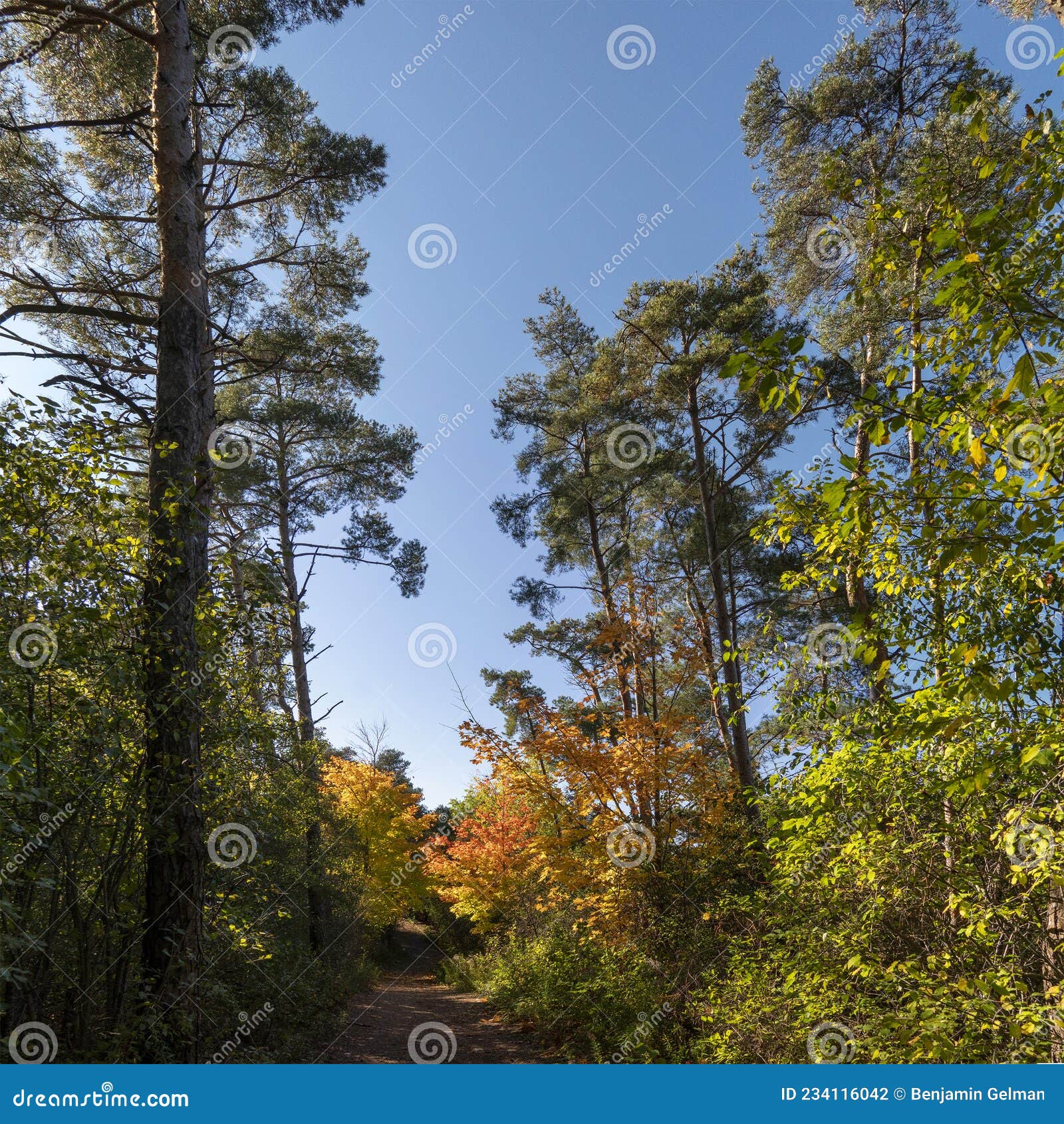 A Colored Path Runs through a Pine Forest Stock Photo - Image of trail ...