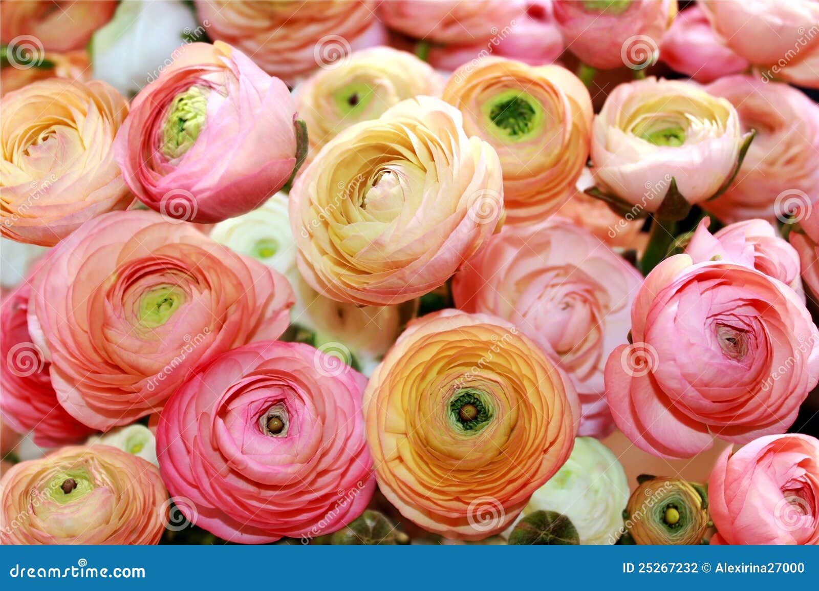 Colored peonies stock photo. Image of garden, blossom - 25267232