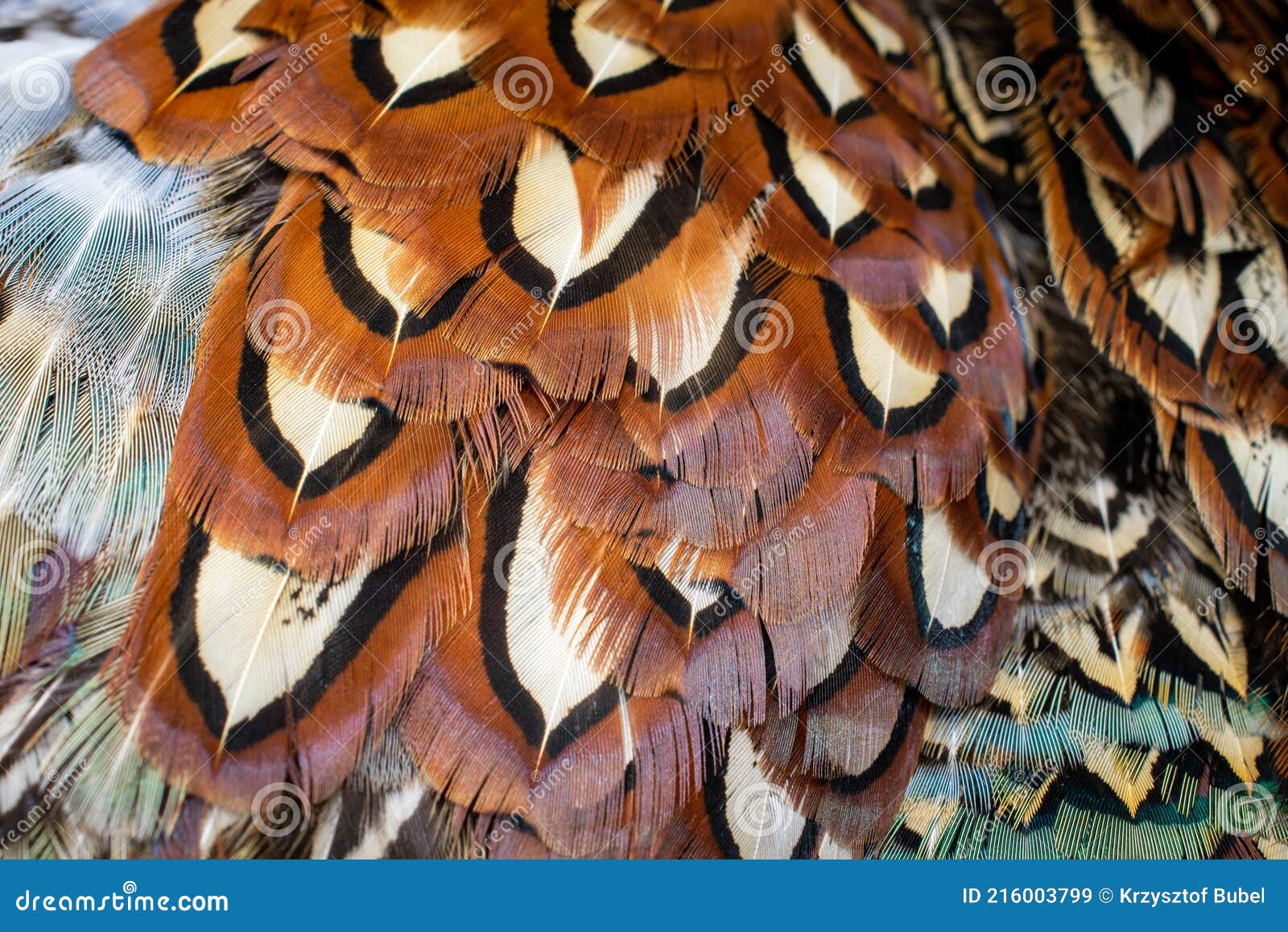 Colored Pheasant Feathers with a Visible Texture. Background Stock ...