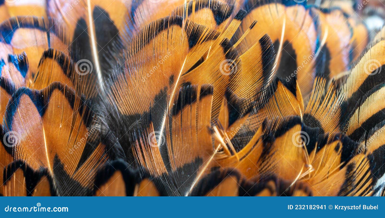 Colored Pheasant Feathers with a Visible Texture. Background Stock ...