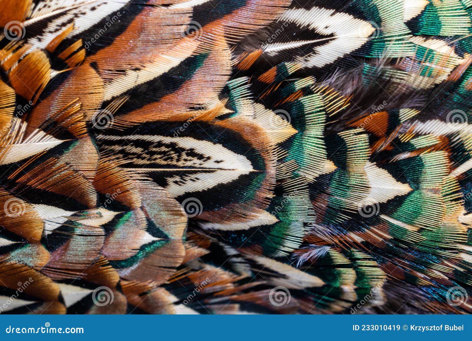 Colored Pheasant Feathers with a Visible Texture. Background Stock ...