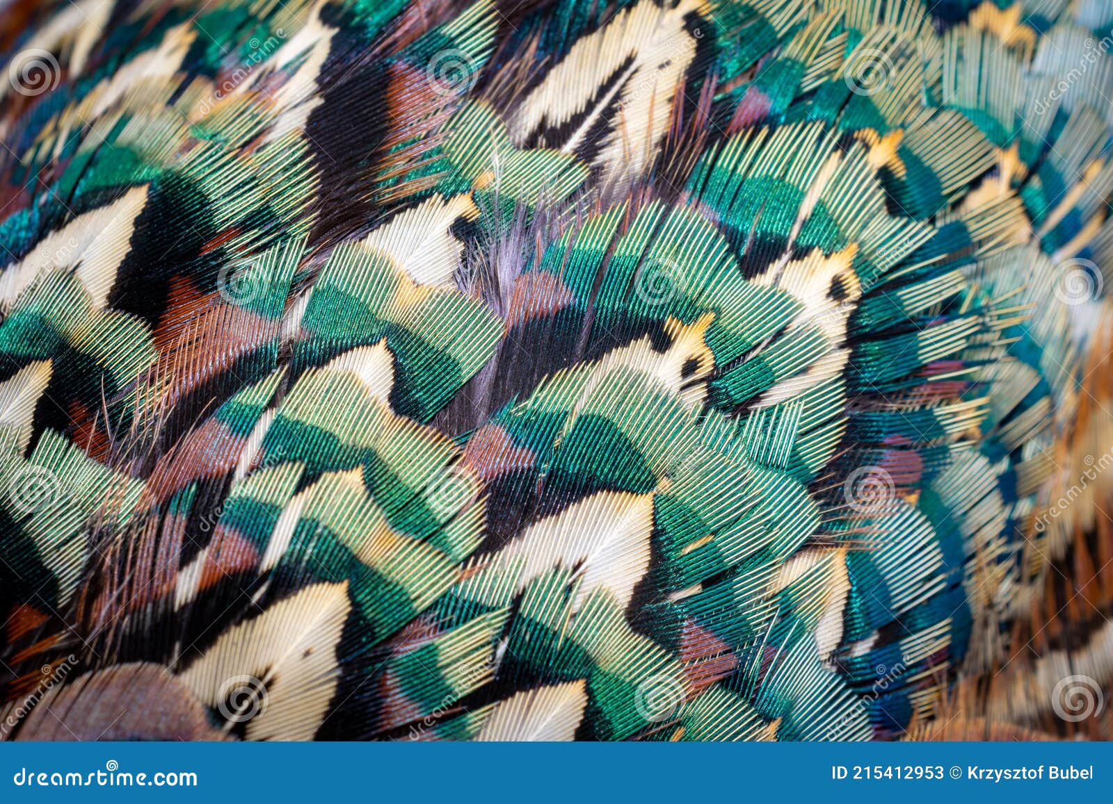 Colored Pheasant Feathers with a Visible Texture. Background Stock ...
