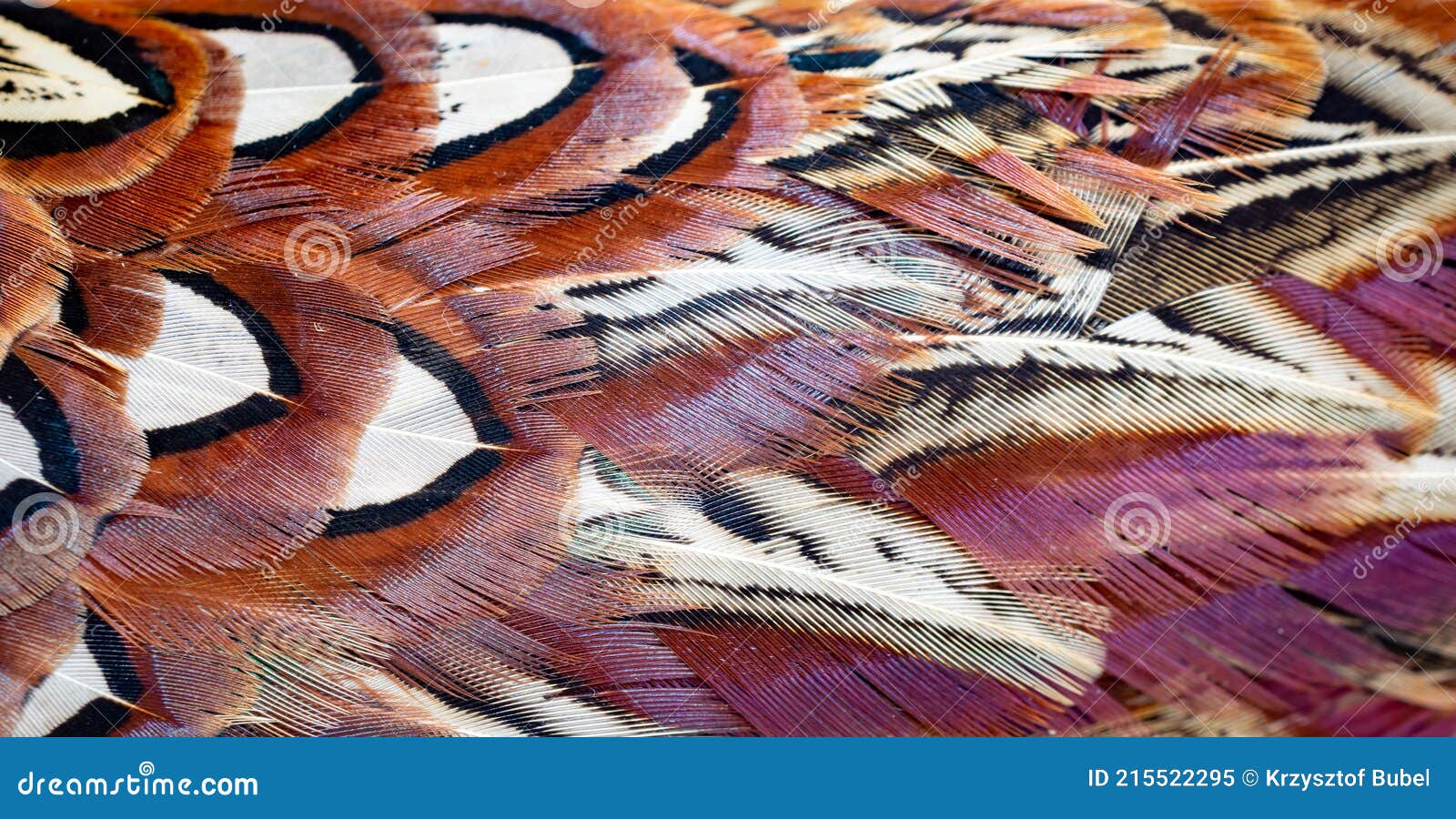 Colored Pheasant Feathers with a Visible Texture. Background Stock ...