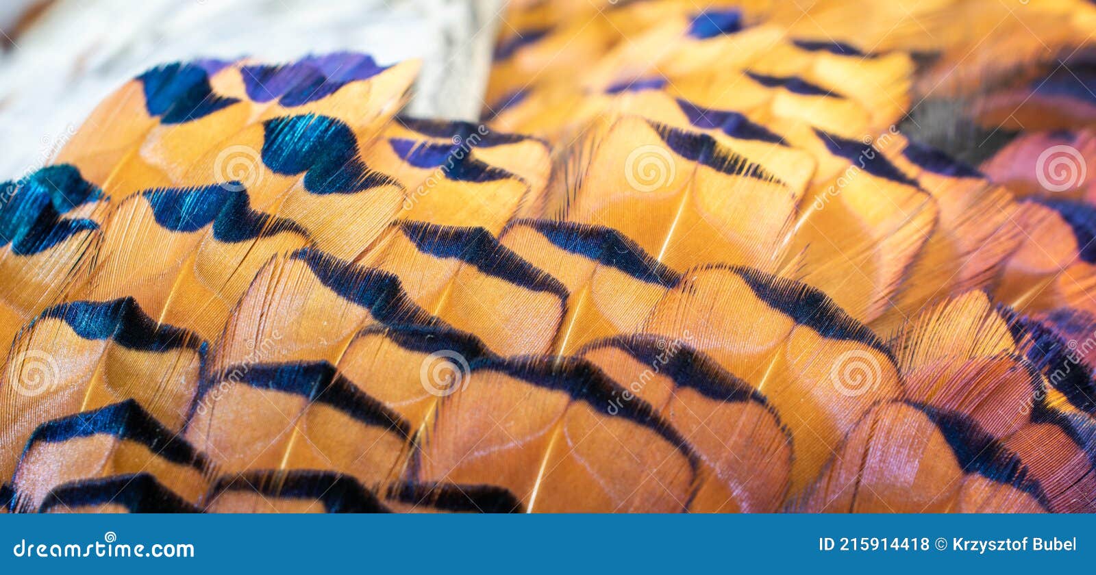 Colored Pheasant Feathers with a Visible Texture. Background Stock ...