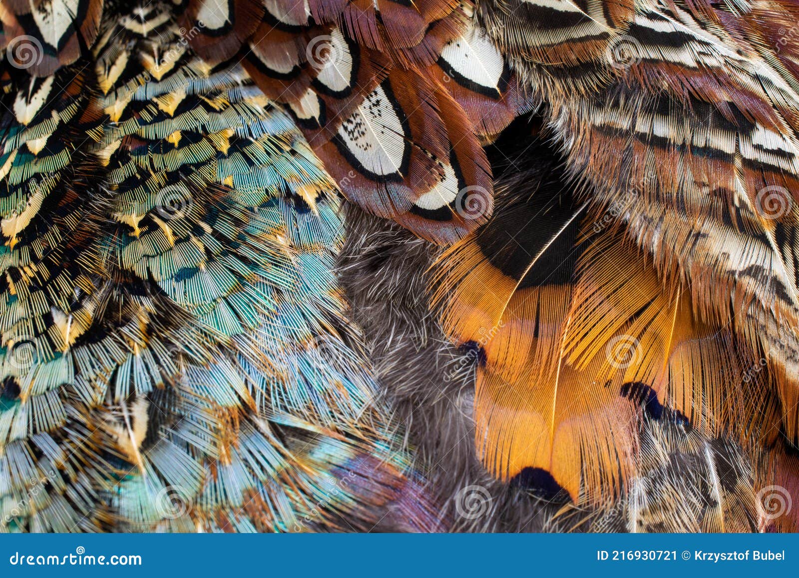 Colored Pheasant Feathers with a Visible Texture. Background Stock ...