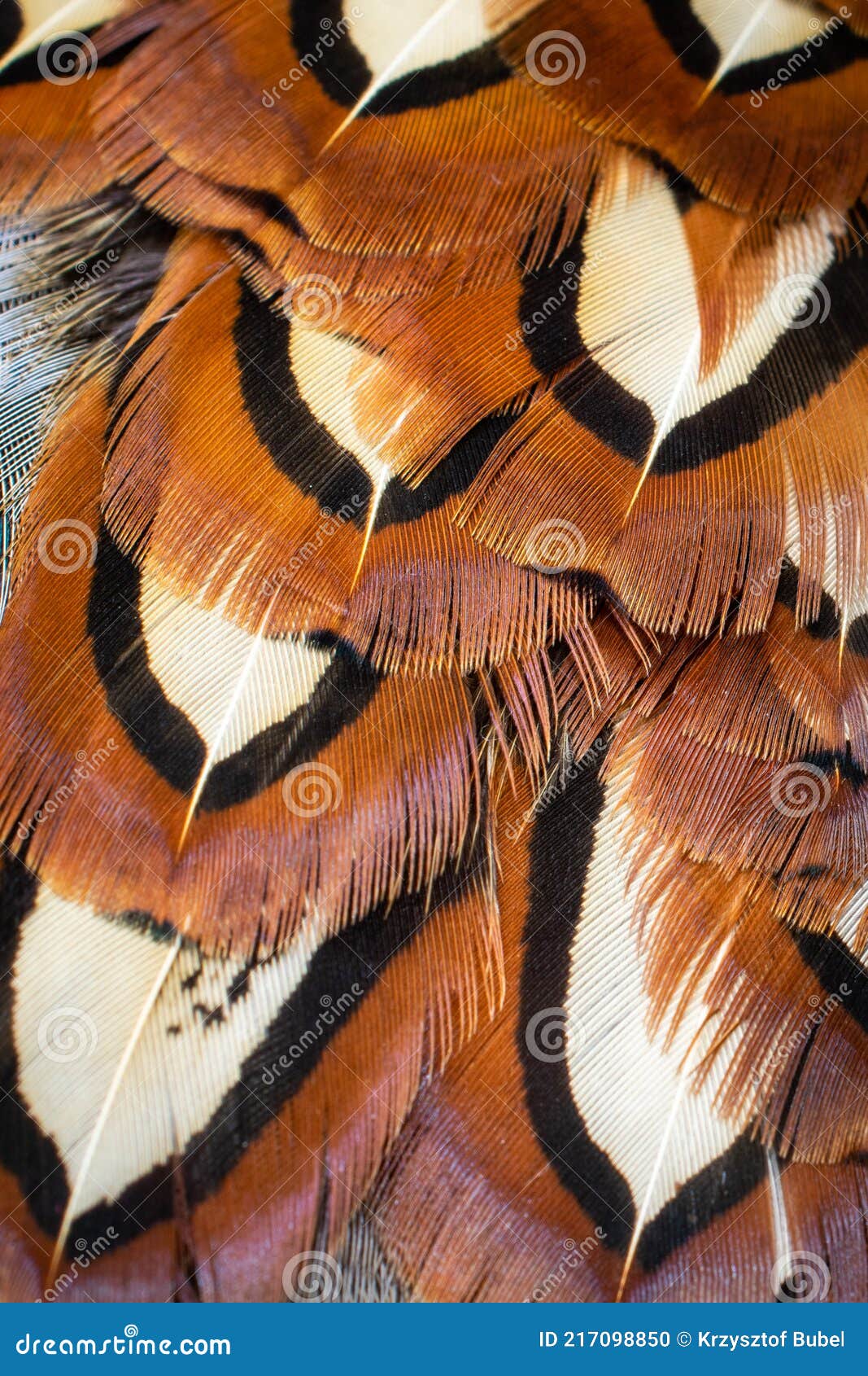 Colored Pheasant Feathers with a Visible Texture. Background Stock ...