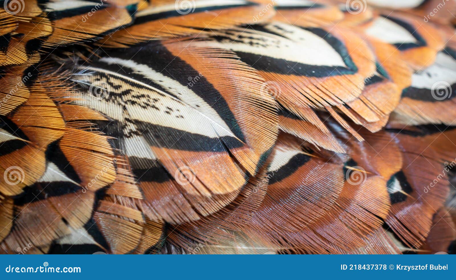 Colored Pheasant Feathers with a Visible Texture. Background Stock ...