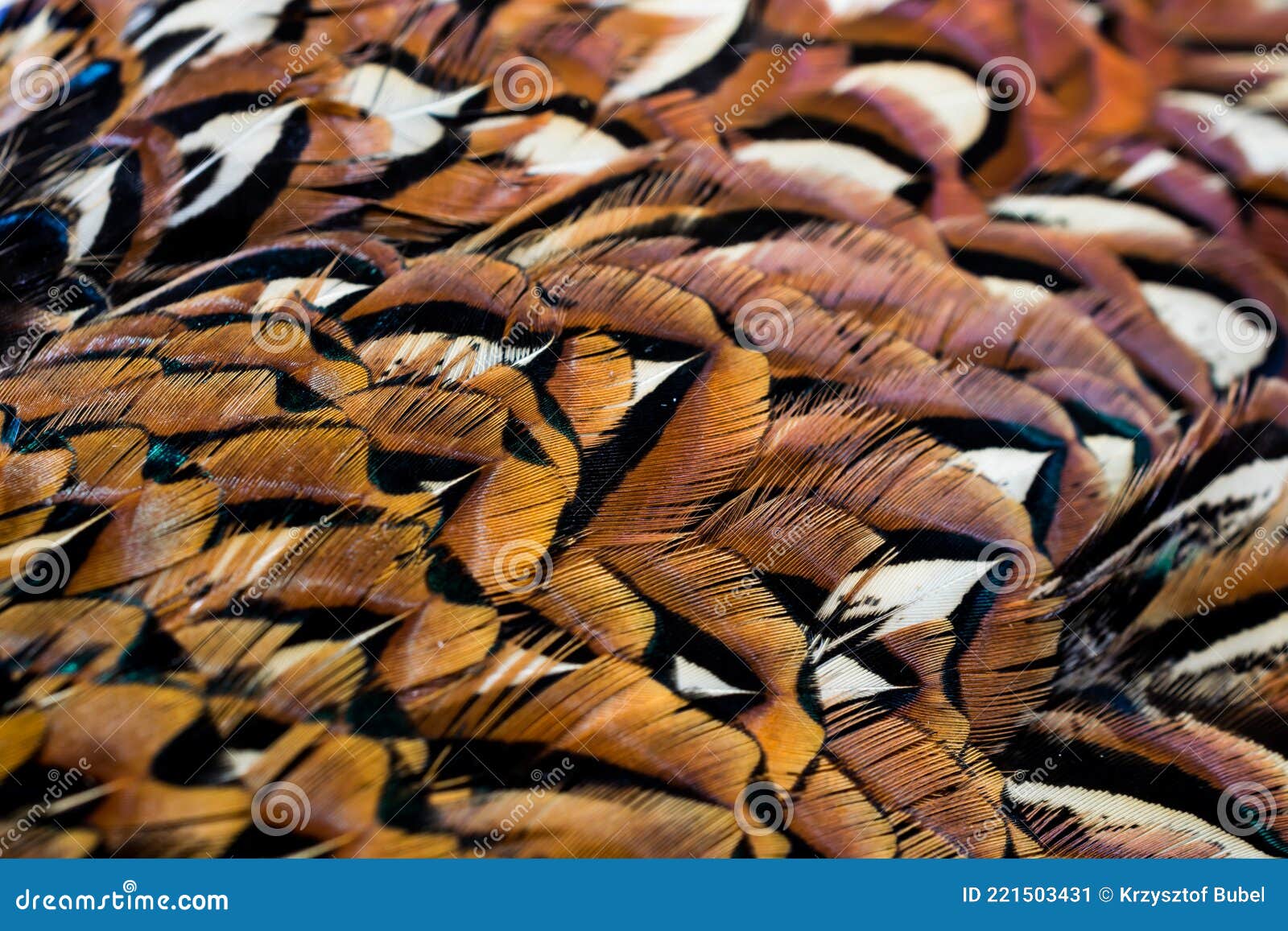Colored Pheasant Feathers with a Visible Texture. Background Stock ...