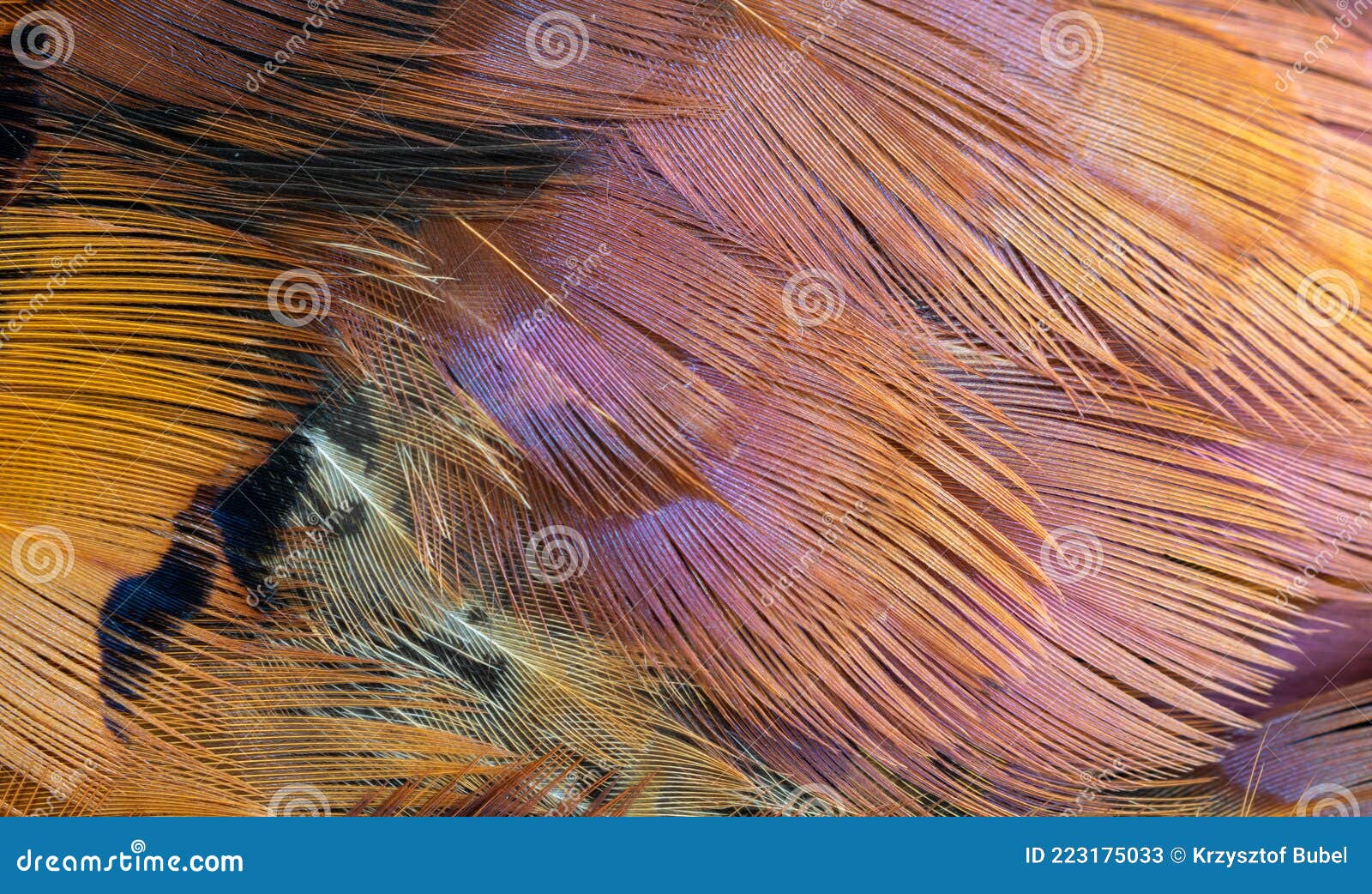 Colored Pheasant Feathers with a Visible Texture. Background Stock ...