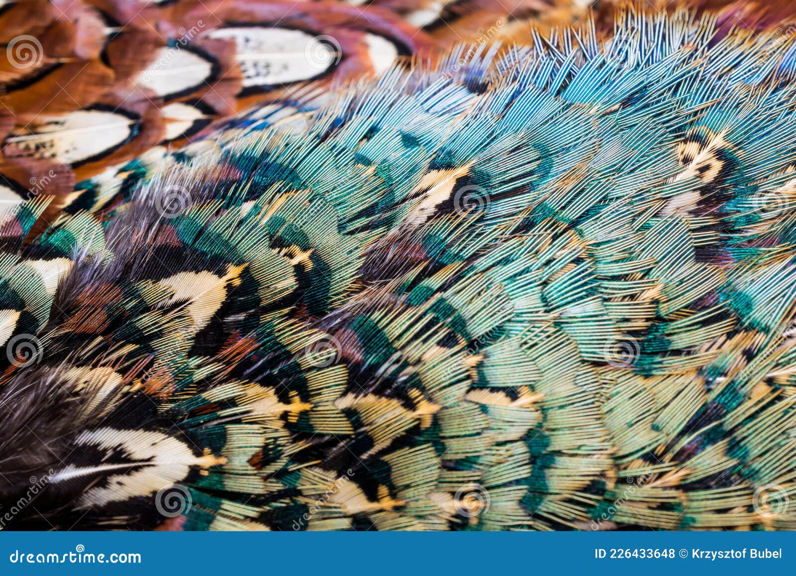 Colored Pheasant Feathers with a Visible Texture. Background Stock ...