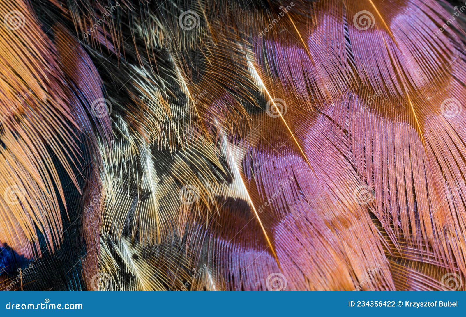 Colored Pheasant Feathers with a Visible Texture. Background Stock ...