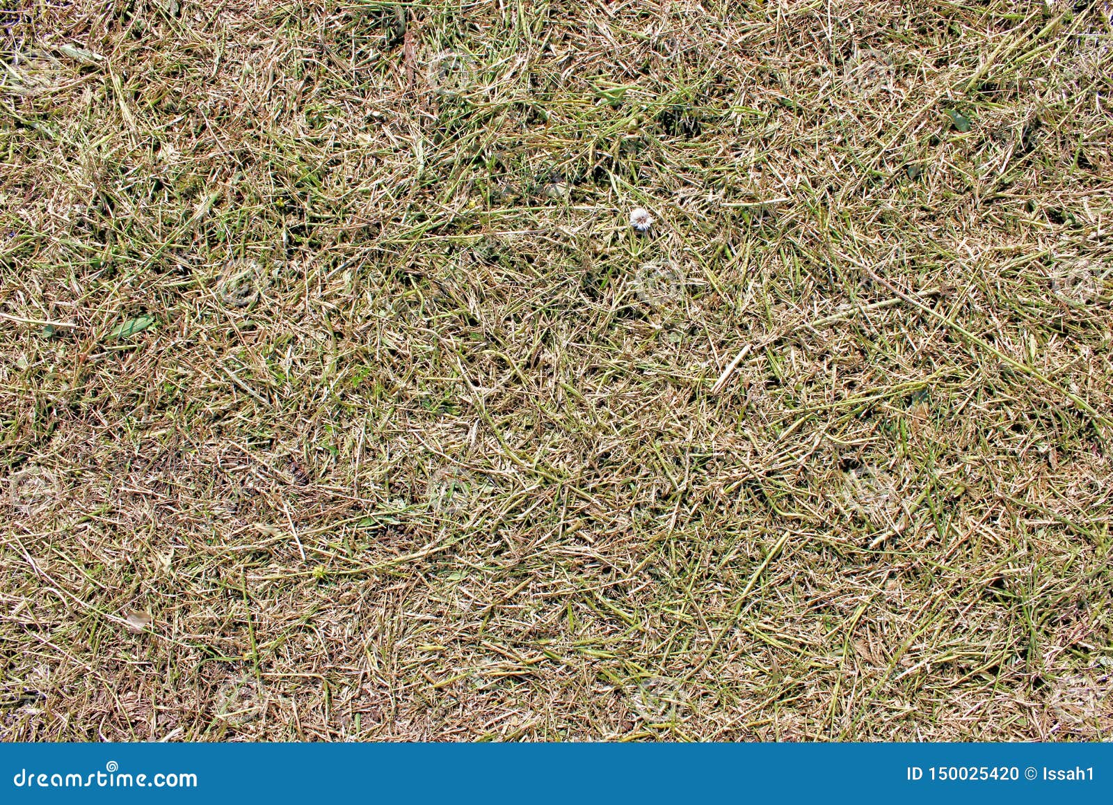 Colored Photo of Mown Grass Stock Photo - Image of cattle, barn: 150025420
