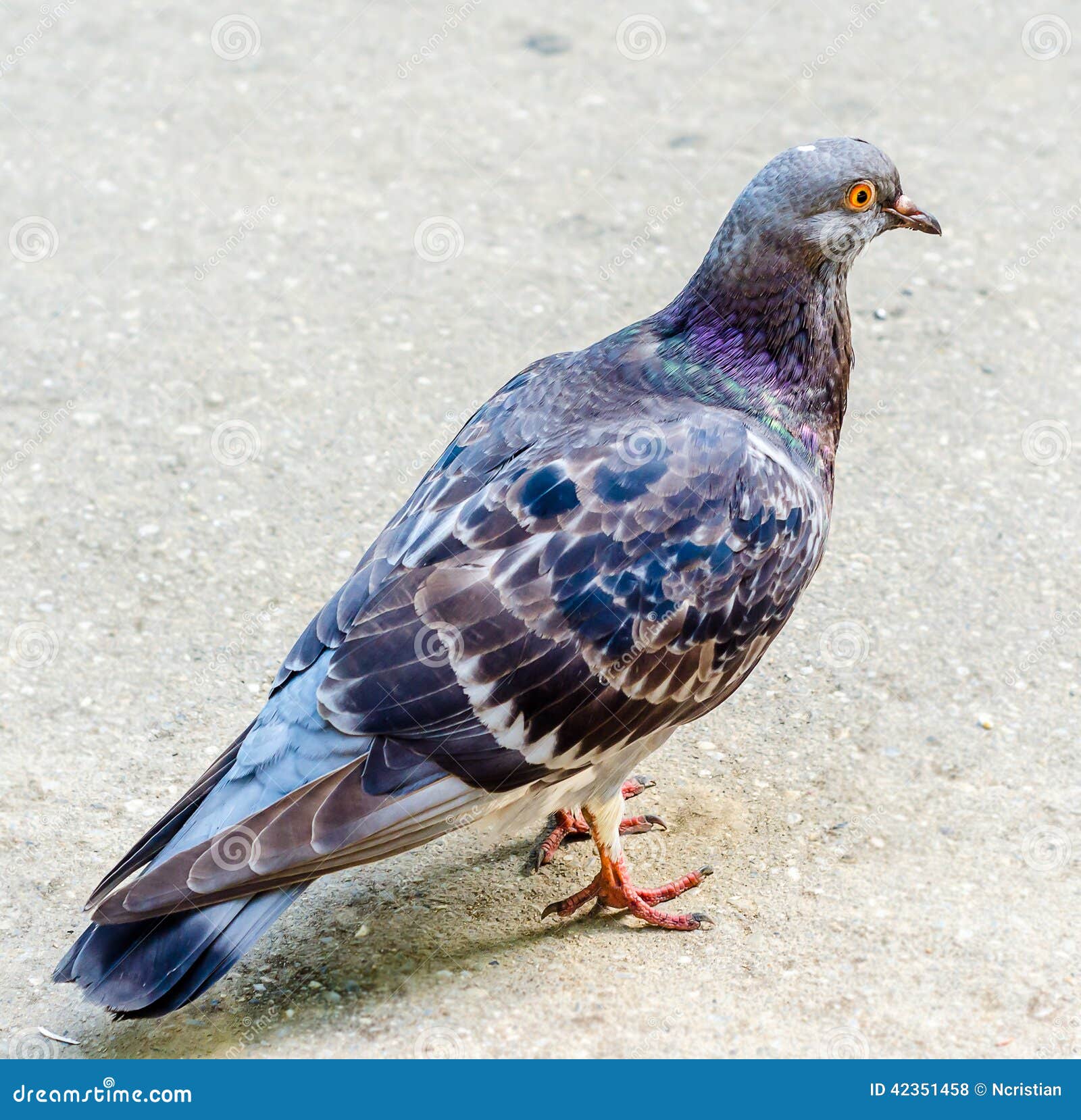Colored Pigeon with Red Eye Stock Photo - Image of nature, spanish ...