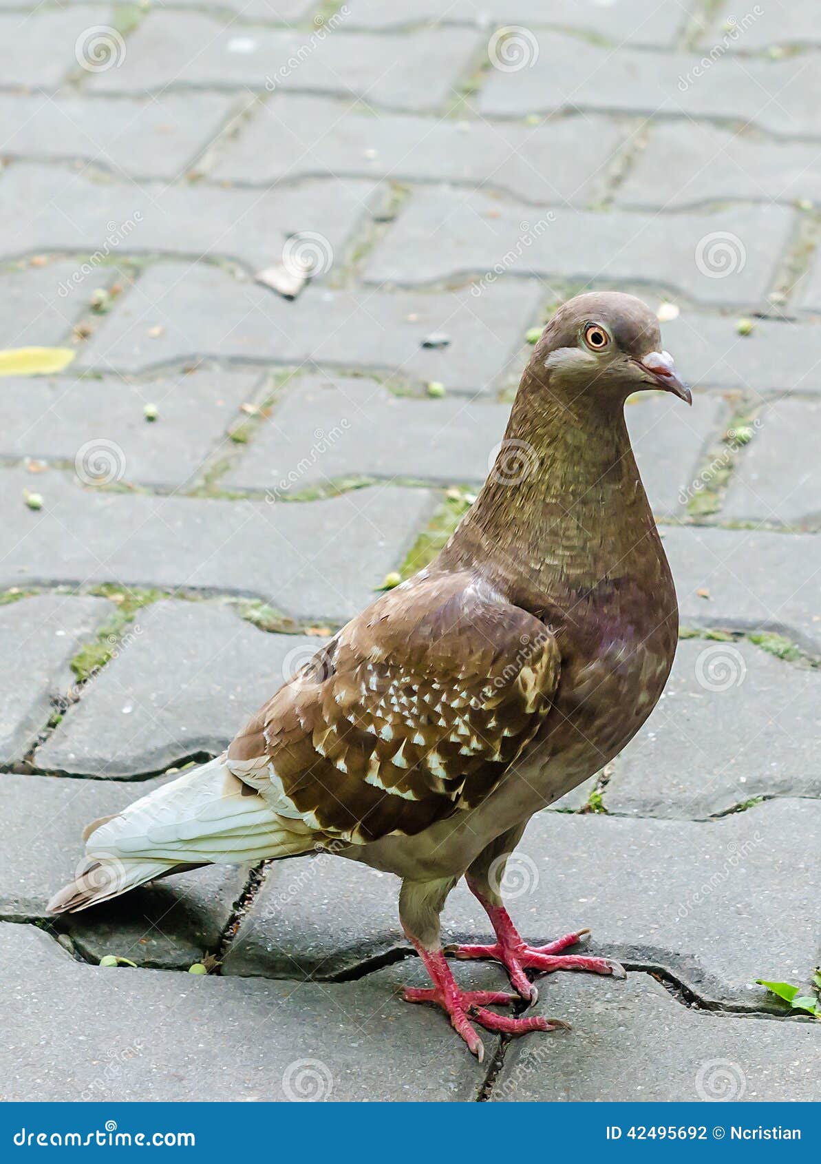 Colored Pigeon with Red Eye Stock Photo - Image of jasmine, jasminum ...