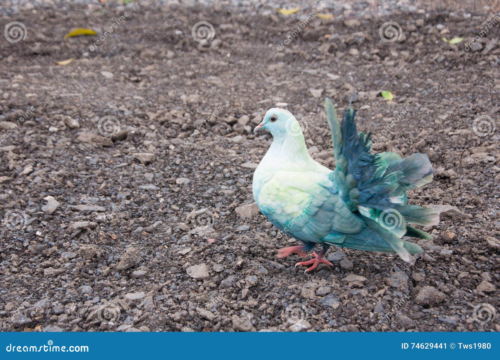 Colored pigeon at the zoo stock image. Image of beak - 74629441