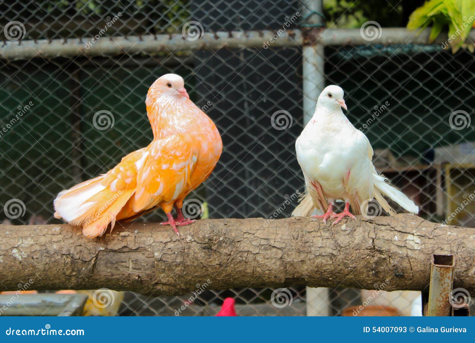 Colored pigeons stock image. Image of pigeon, pigeons - 54007093