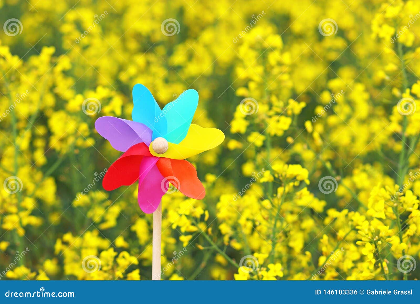 Colored Pinwheel Toy in Yellow Blooming Field Stock Photo - Image of ...